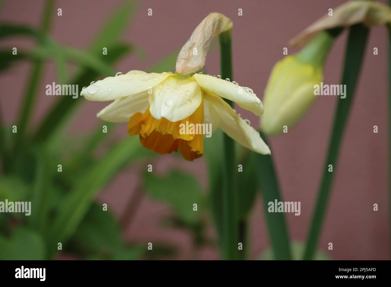 Spring rain garden hi-res stock photography and images - Alamy