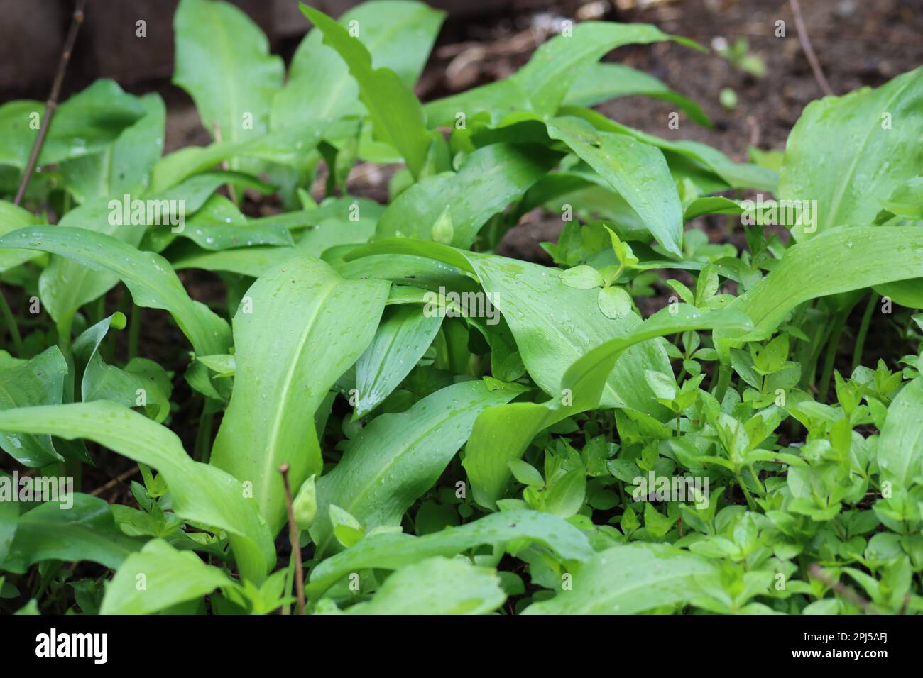 Sprouting wild garlic after spring rain shower Stock Photo - Alamy