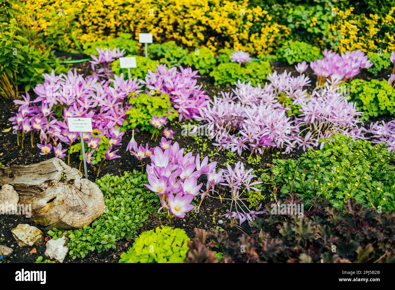 Landscaped flower garden with lots of colorful blooms Stock Photo - Alamy