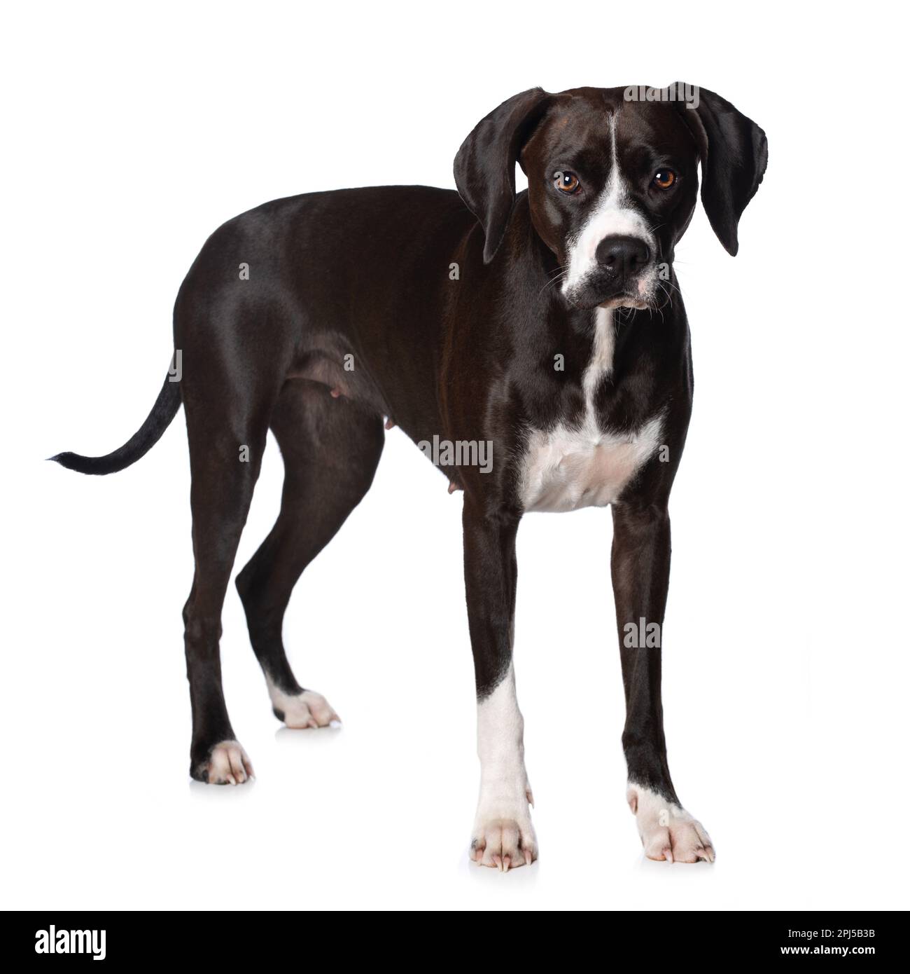 Cross breed dog standing isolated on white background Stock Photo - Alamy