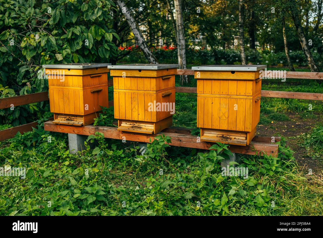 Hives in apiary on the roof of modern building in the downtown Stock ...