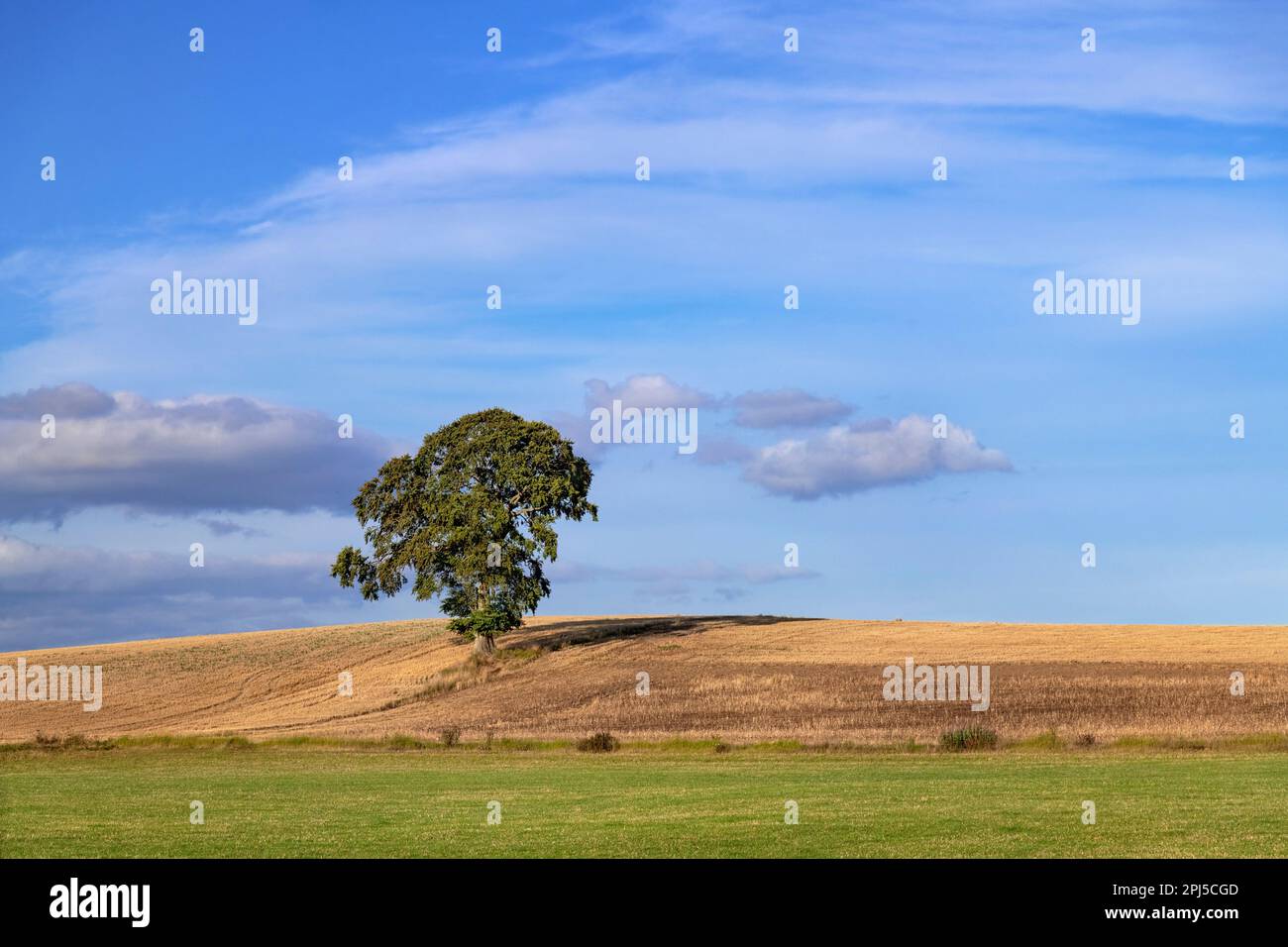 Ireland, County Carlow, the so called Lonely Carlow Tree sitting on a ...
