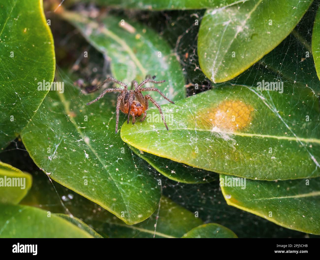 Labyrinth spider in web hi-res stock photography and images - Alamy