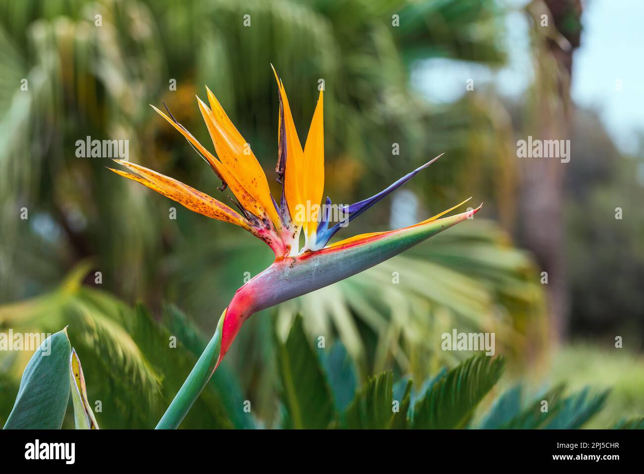 Royal strelitzia hi-res stock photography and images - Alamy