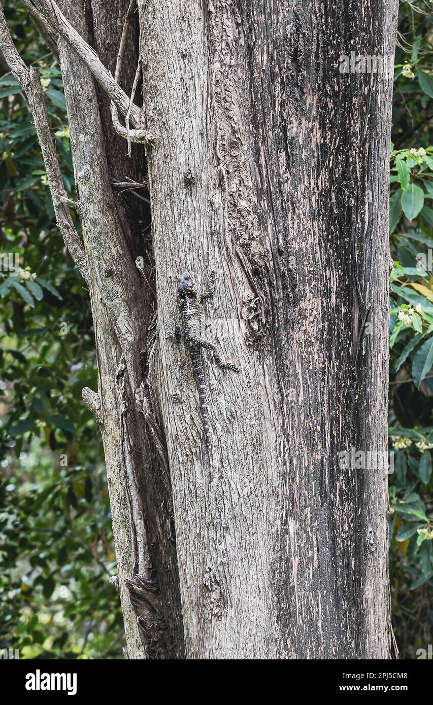 Lizard on the tree hi-res stock photography and images - Alamy