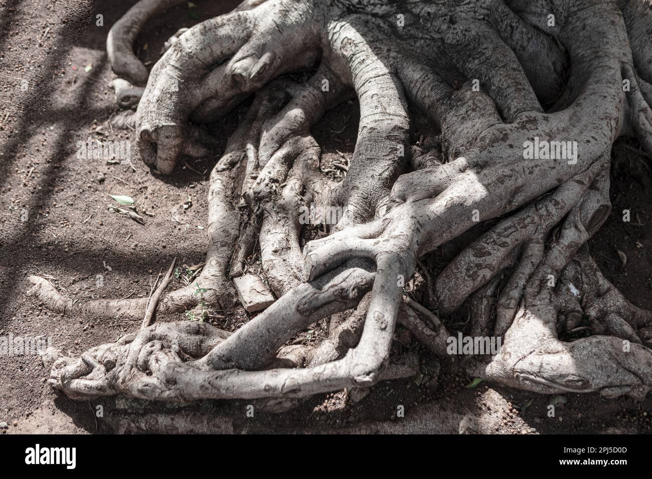 Huge tree roots growing outside Stock Photo - Alamy
