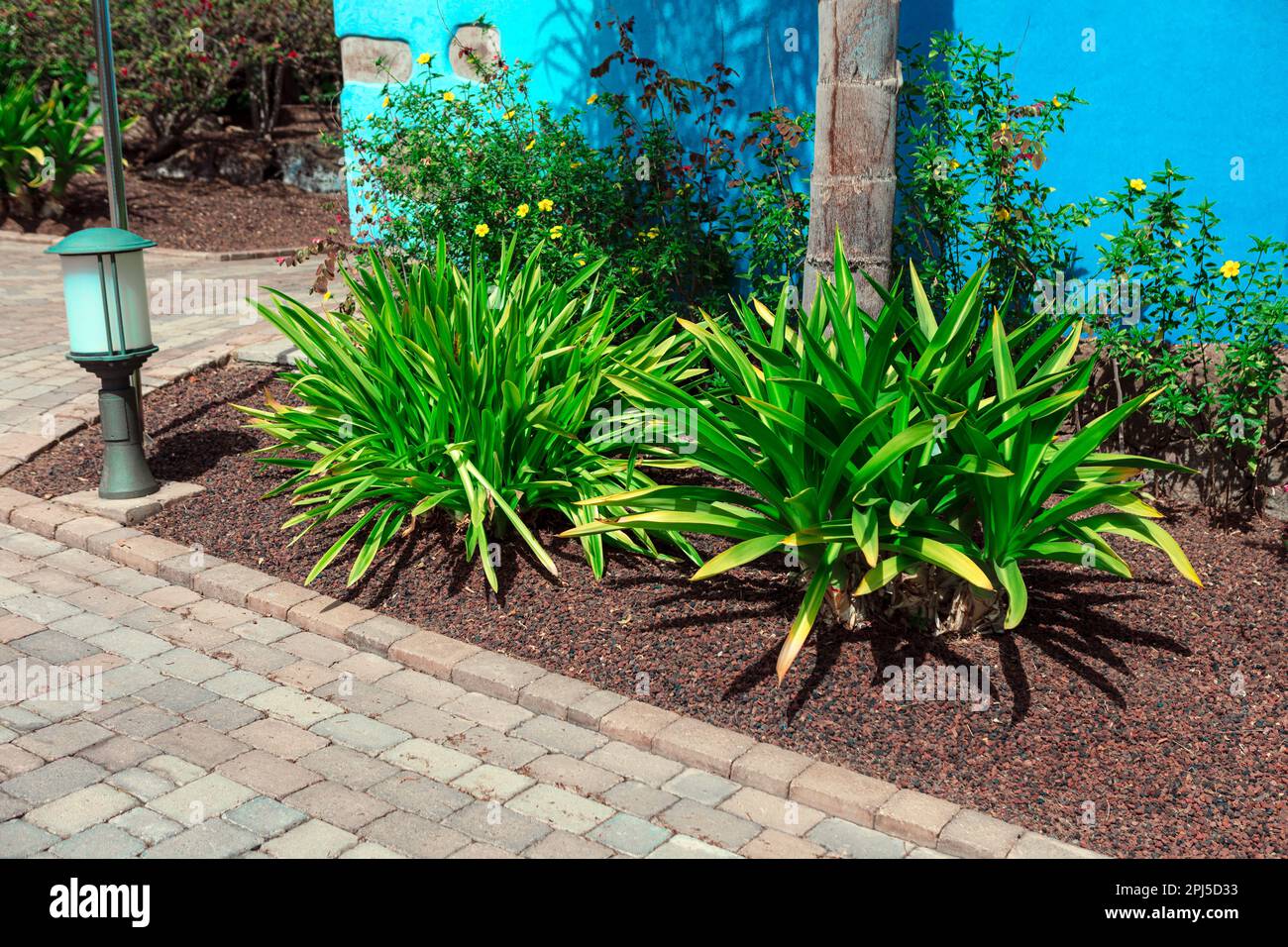 Urban backyard garden with green tropical plants Stock Photo - Alamy