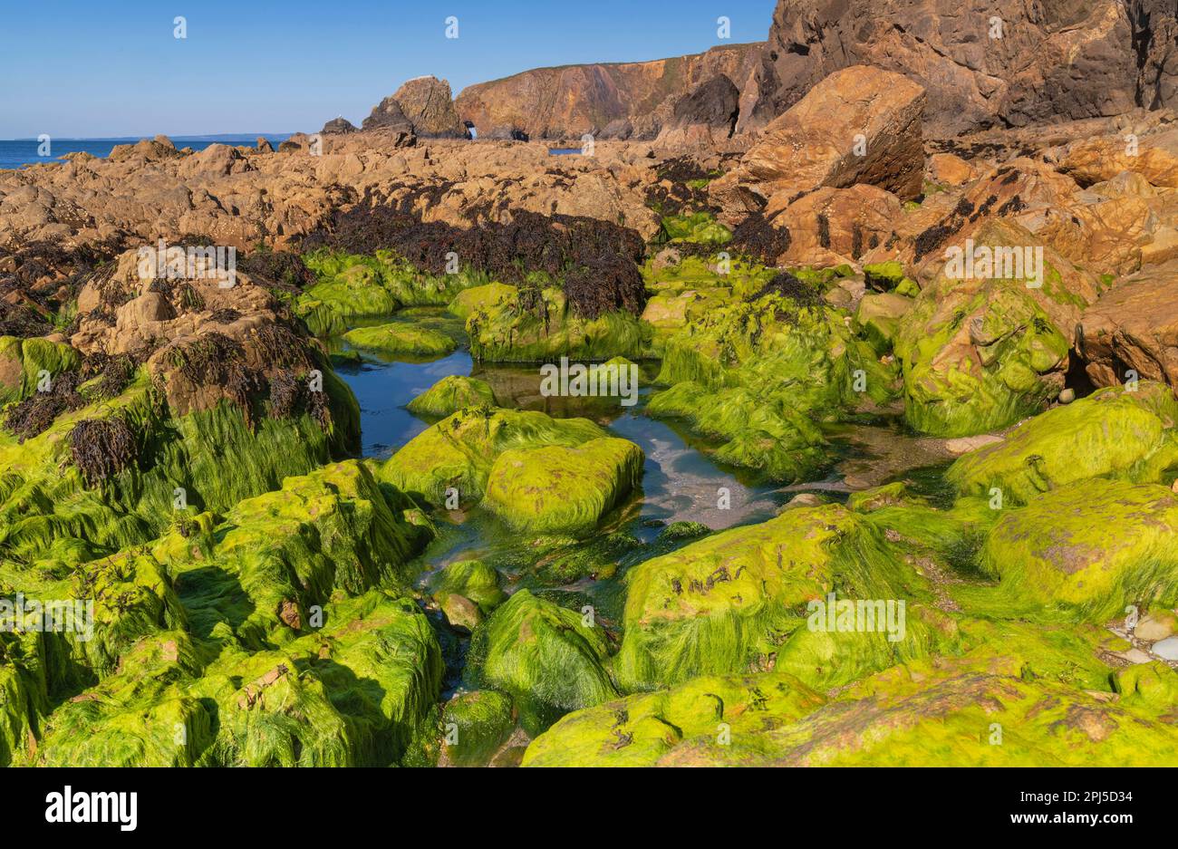 Green seaweed ireland hi-res stock photography and images - Alamy