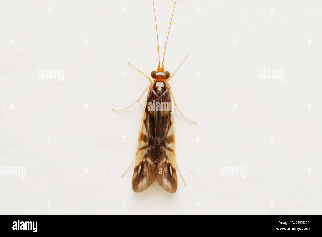 Adult Caddisfly, Trichoptera, Satara, Maharashtra, India Stock Photo ...