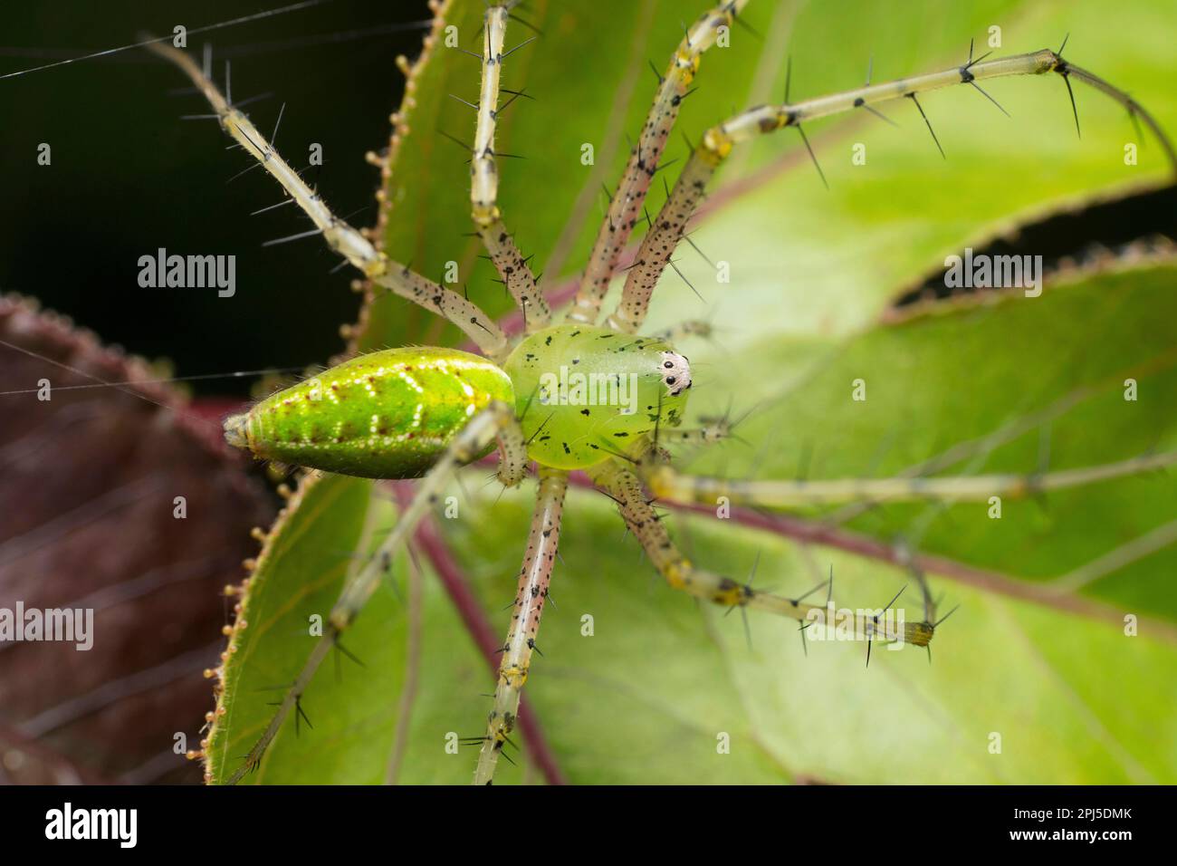 Arachnid classification hi-res stock photography and images - Alamy
