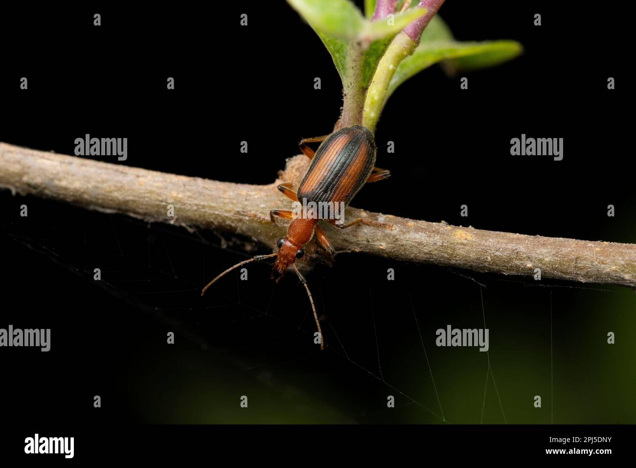Bombardier beetle, Brachinus sp, Satara, Maharashtra, India Stock Photo ...