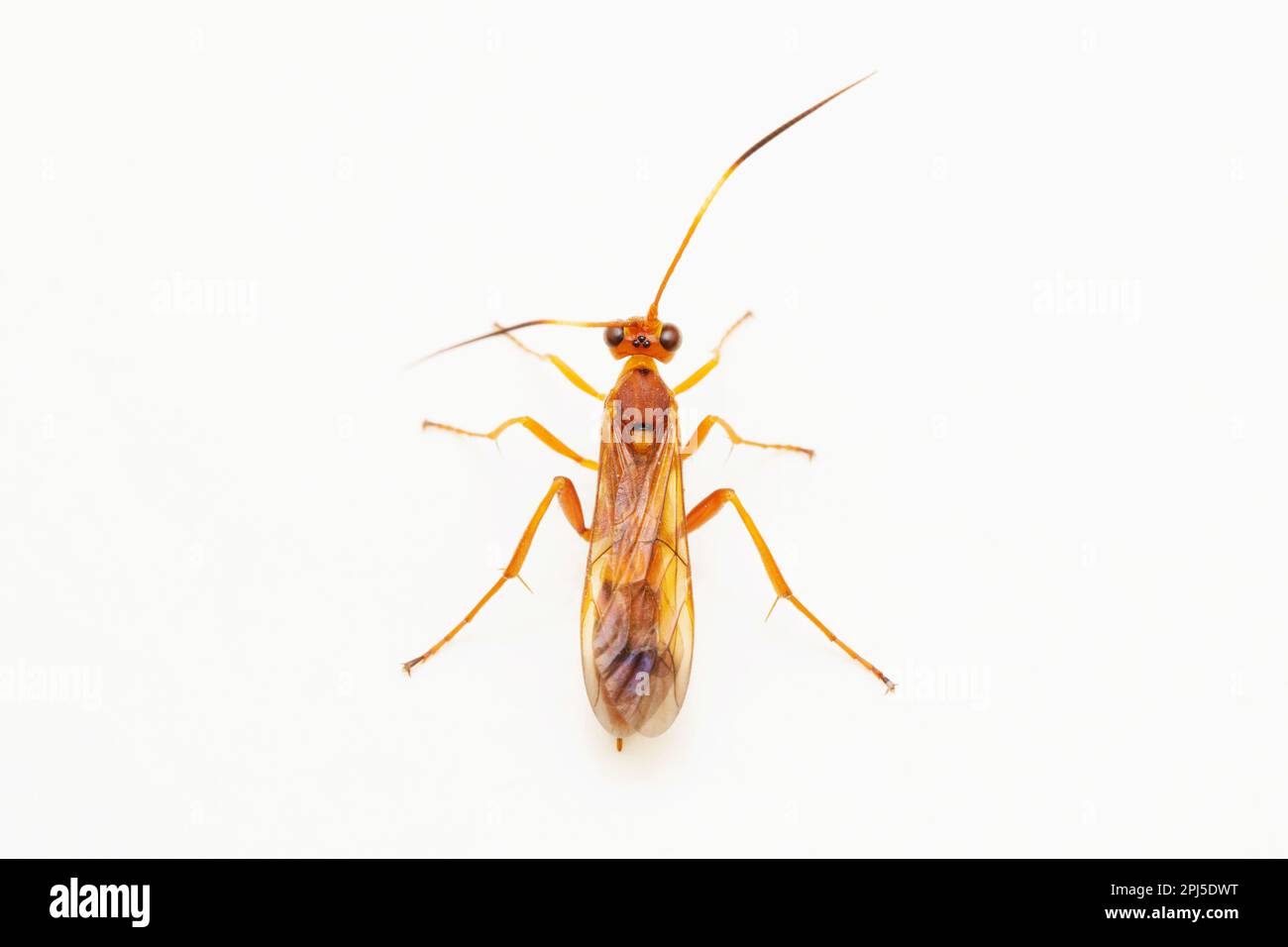 Aleiodes hi-res stock photography and images - Alamy