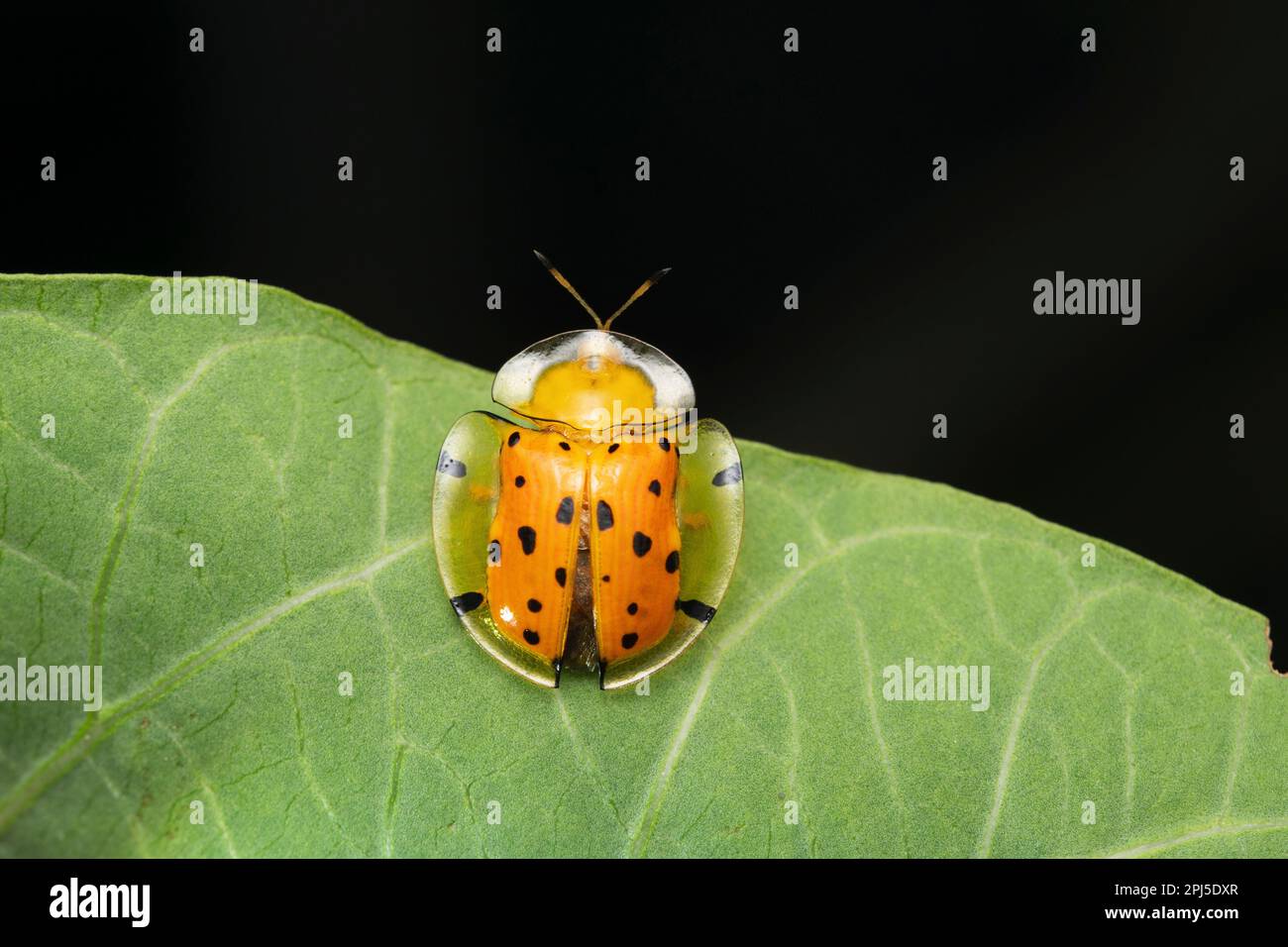 Dorsal of Tortoise beetle, Aspidimorpha miliaris, Satara, Maharashtra ...