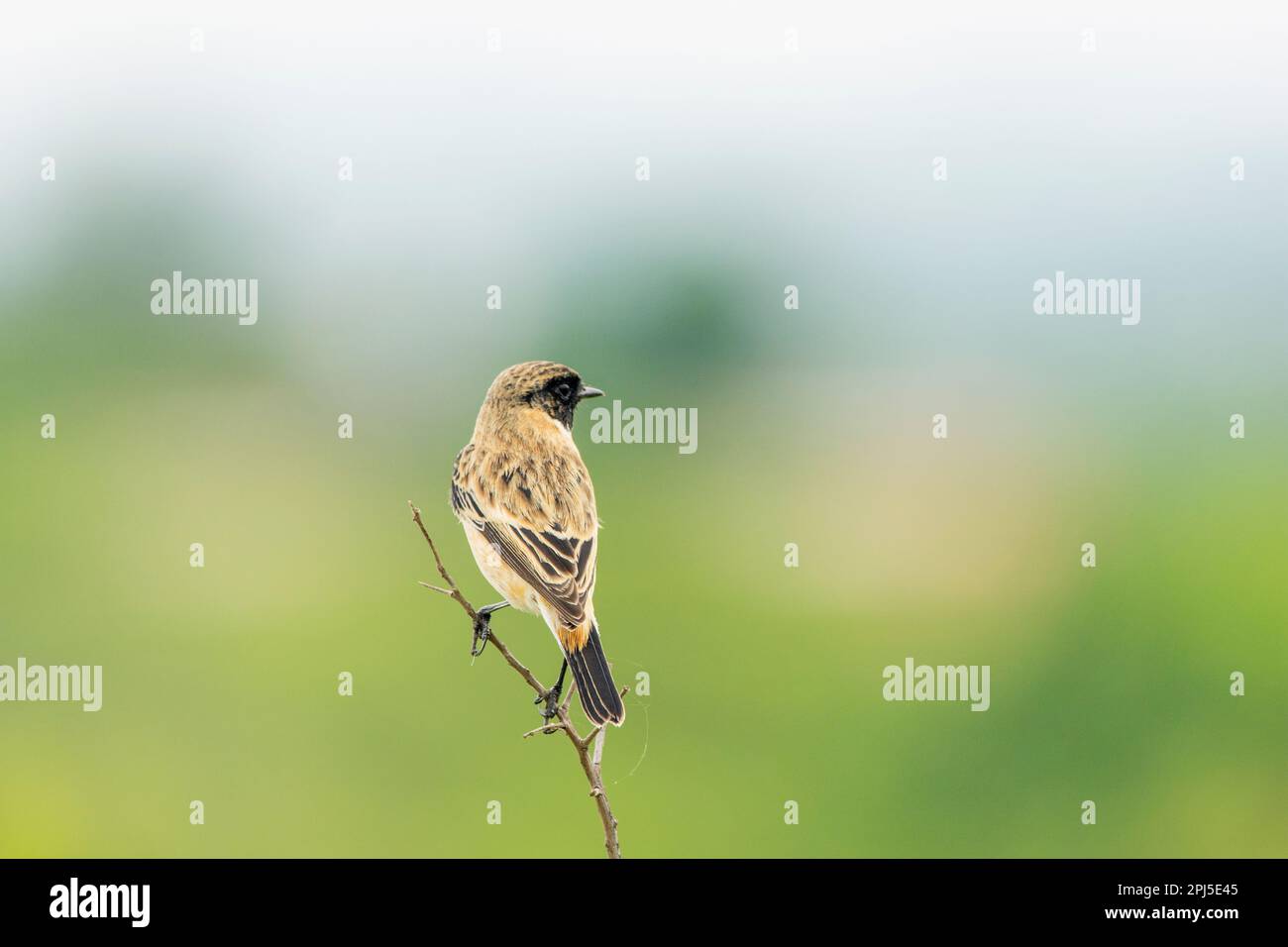 Female Siberian stonechat, Saxicola maurus, Asian stonechat (Saxicola ...