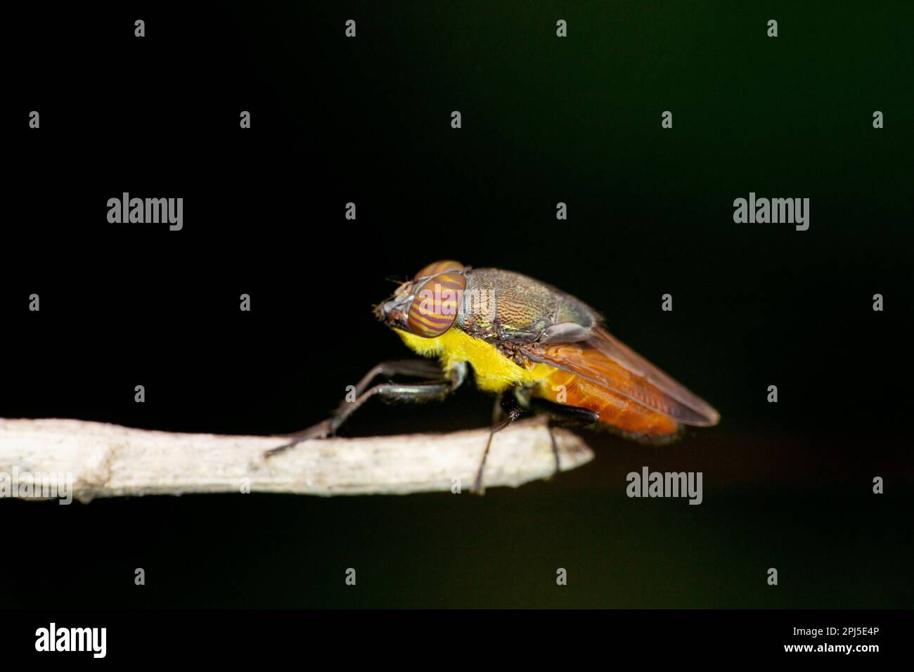 Horse fly, Tabanidae, Satara, Maharashtra, India Stock Photo - Alamy