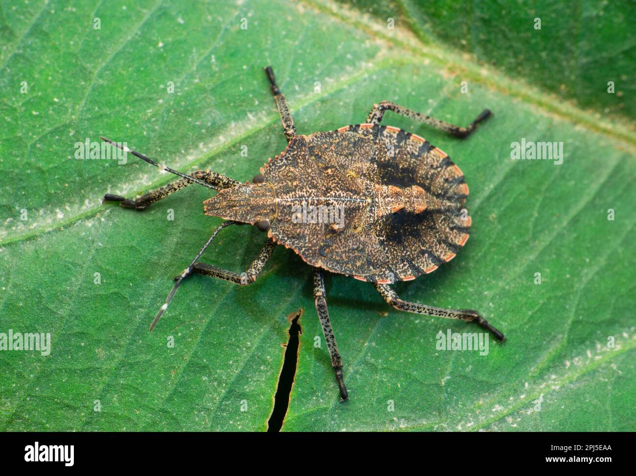 Grey stink bug, Rhyparochromus vulgaris, Satara, Maharashtra, India ...