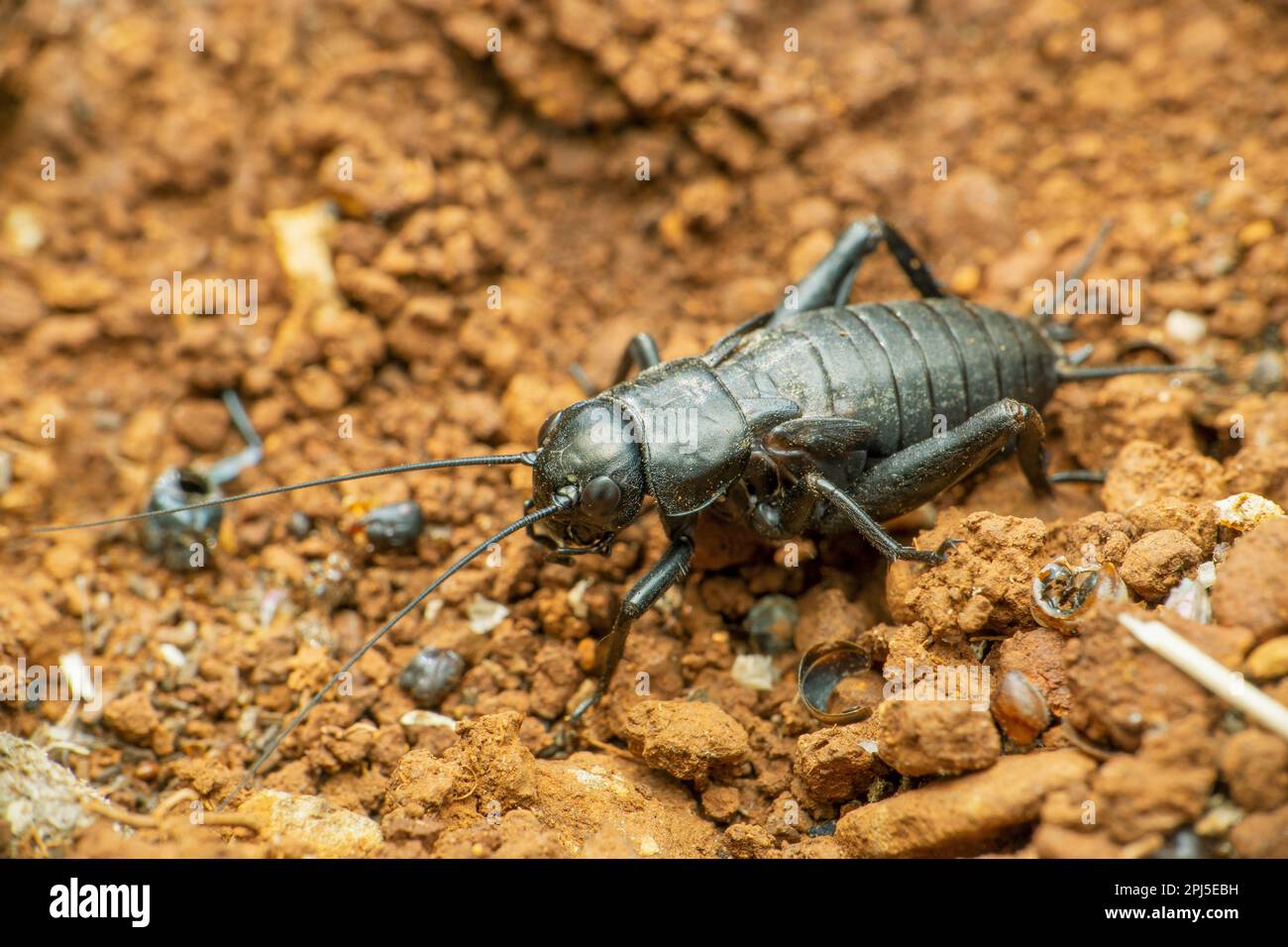 Field cricket mating hi-res stock photography and images - Alamy