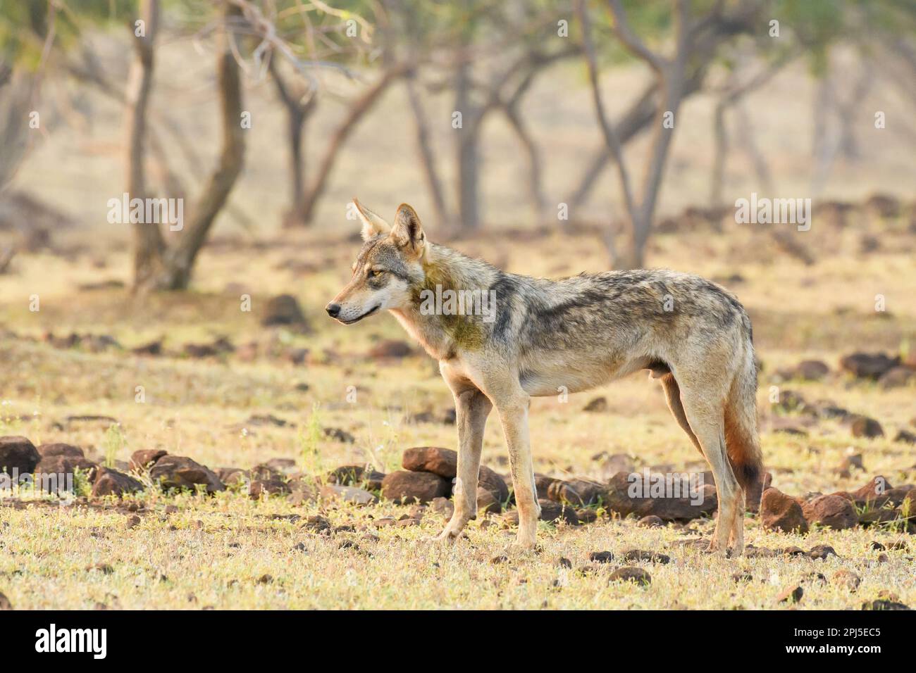 Indian grey wolf , Canis lupus pallipes, Satara, Maharashtra, India ...