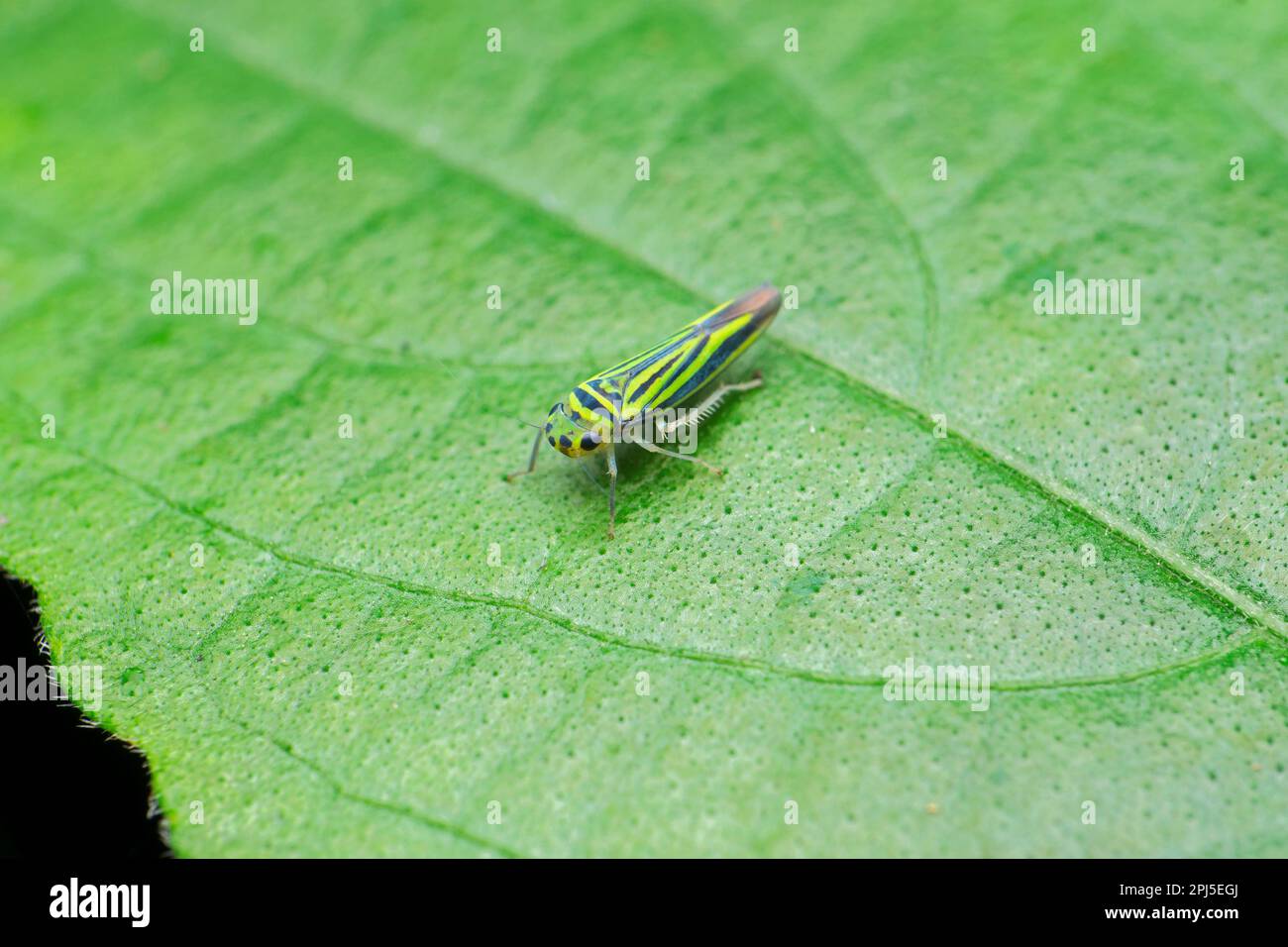 Tiny bush tree hopper, Eurymeloides spp., Satara, Maharashtra, India ...