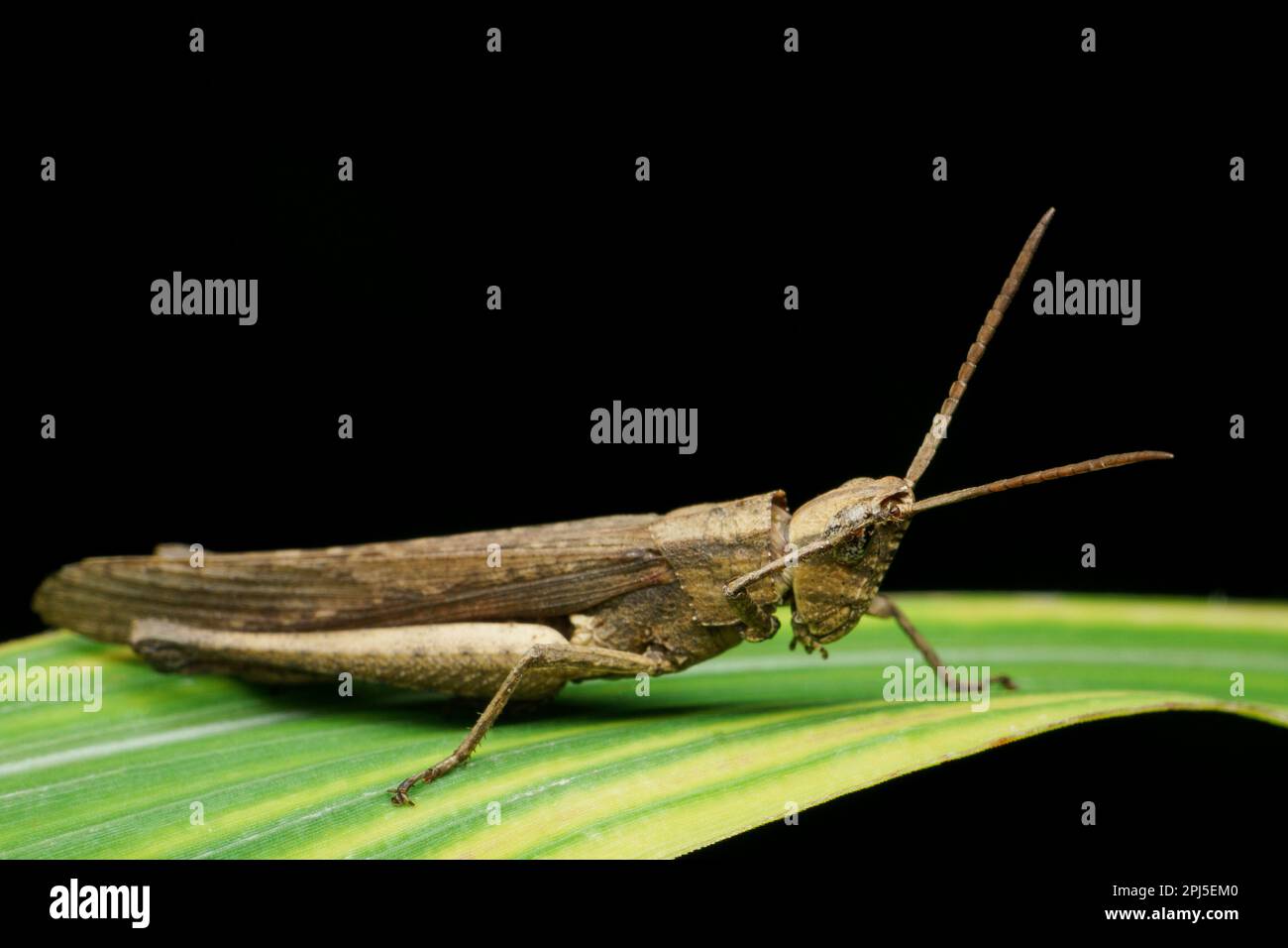 Garden locust, Acanthacris ruficorni, Satara, Maharashtra, India Stock ...
