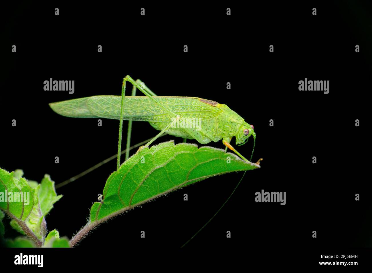 Green katydid cricket, Tettigoniidae, Satara, Maharashtra, India Stock ...