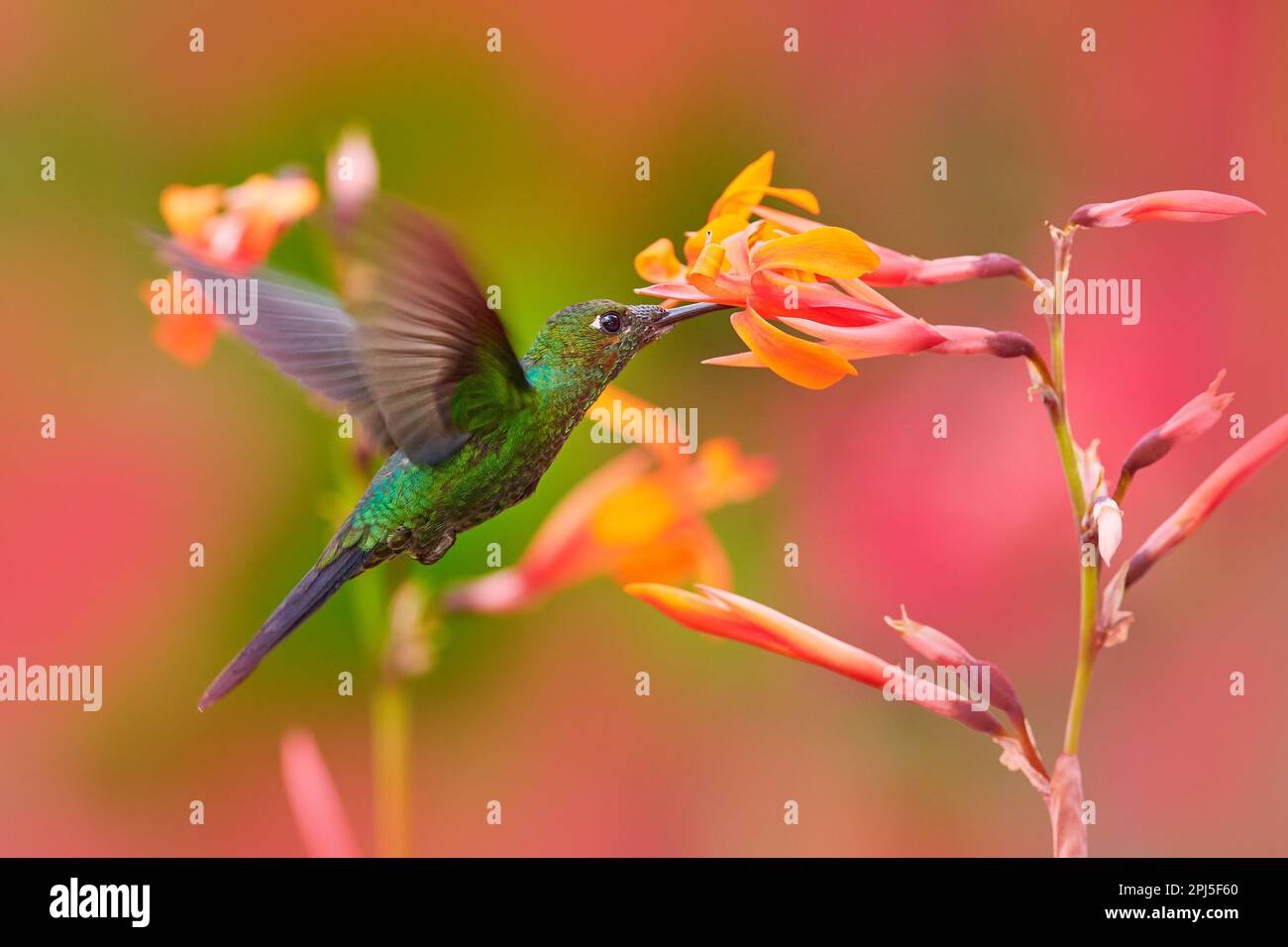 Hummingbirds Green-crowned Brilliant , Heliodoxa jacula, flying next to ...