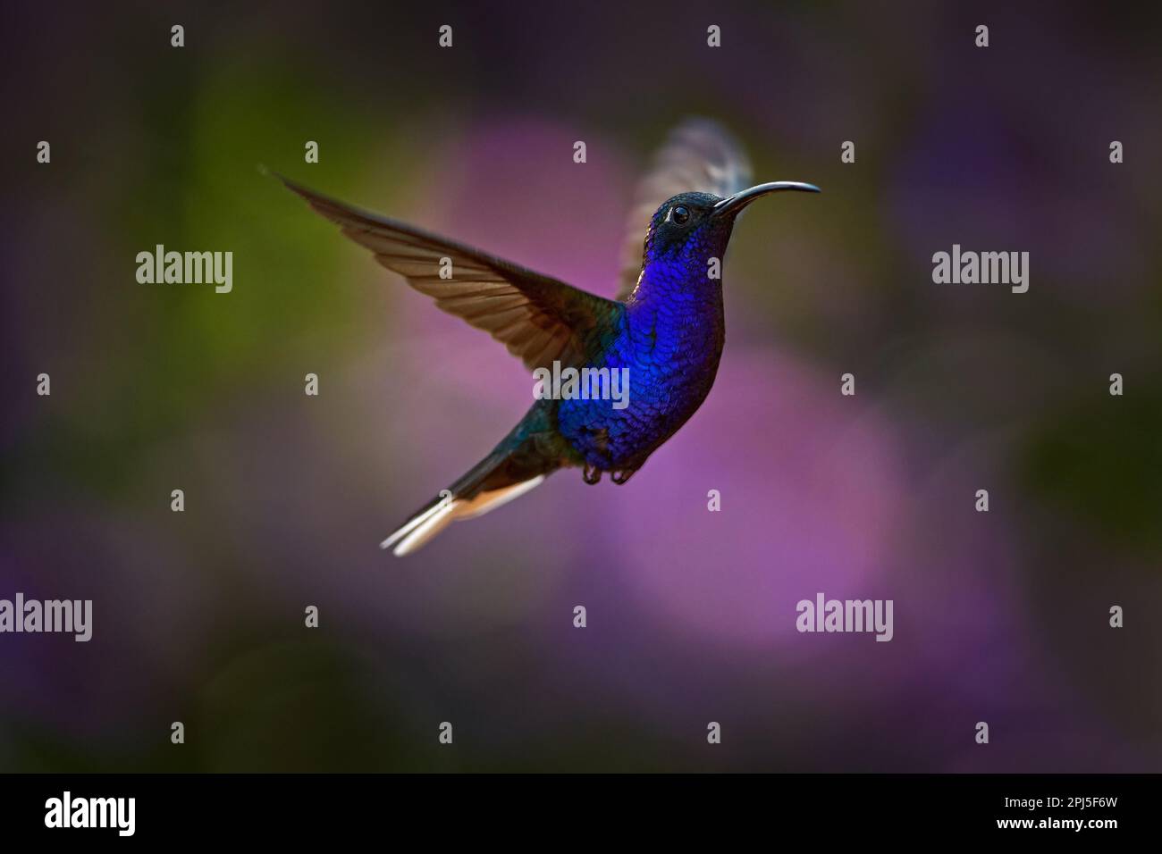 Hummingbird violet Sabrewing, big blue bird flying next to beautiful ...