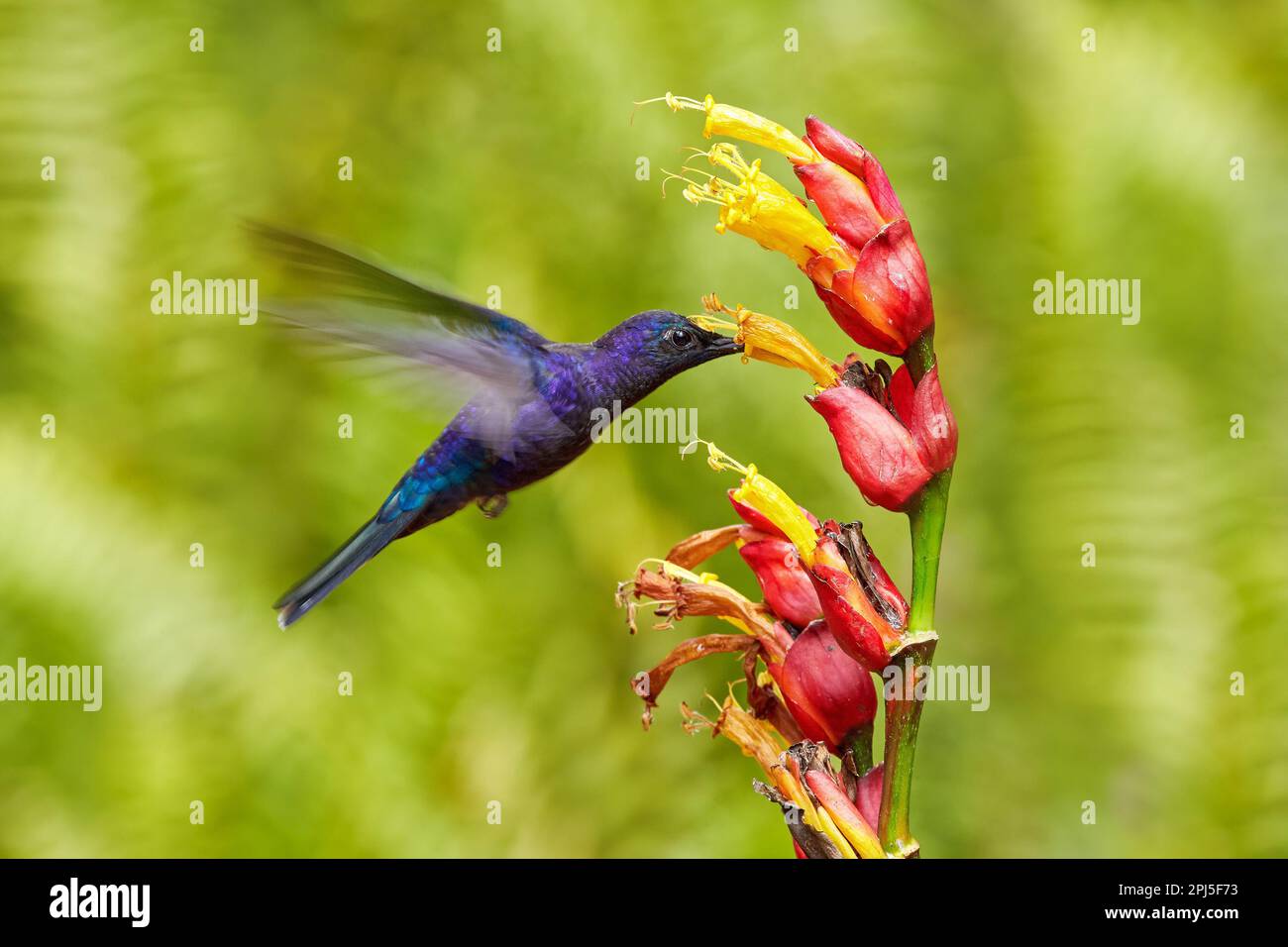 Hummingbird violet Sabrewing, big blue bird flying next to beautiful ...