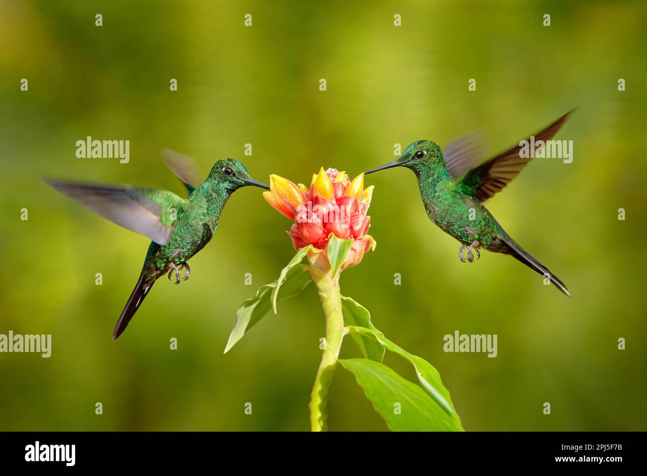 Wildlife in tropic Costa Rica. Two bird sucking nectar from pink bloom ...