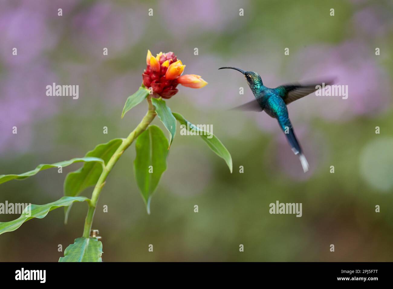 Wildlife Colombia. Green Hermit, Phaethornis guy, rare hummingbird ...