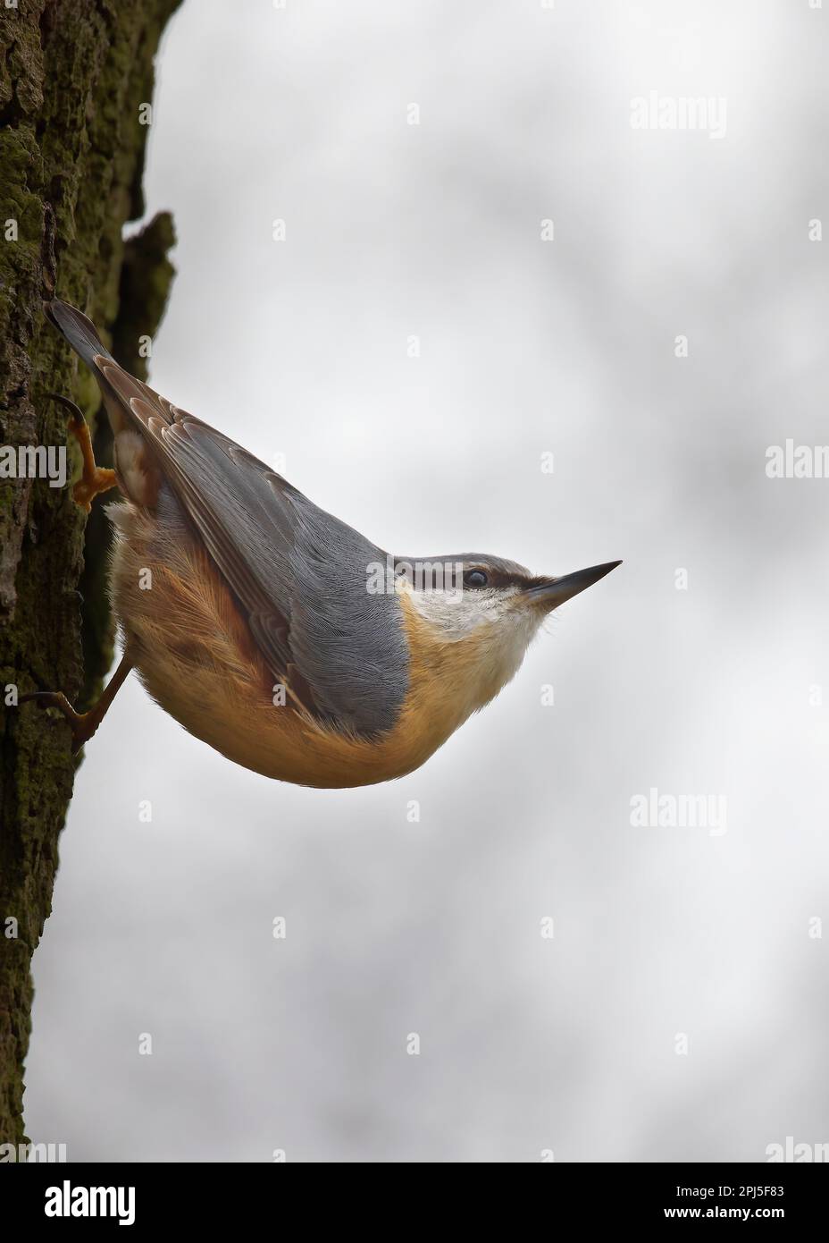 Eurasian Nuthatch clinging to tree Stock Photo - Alamy