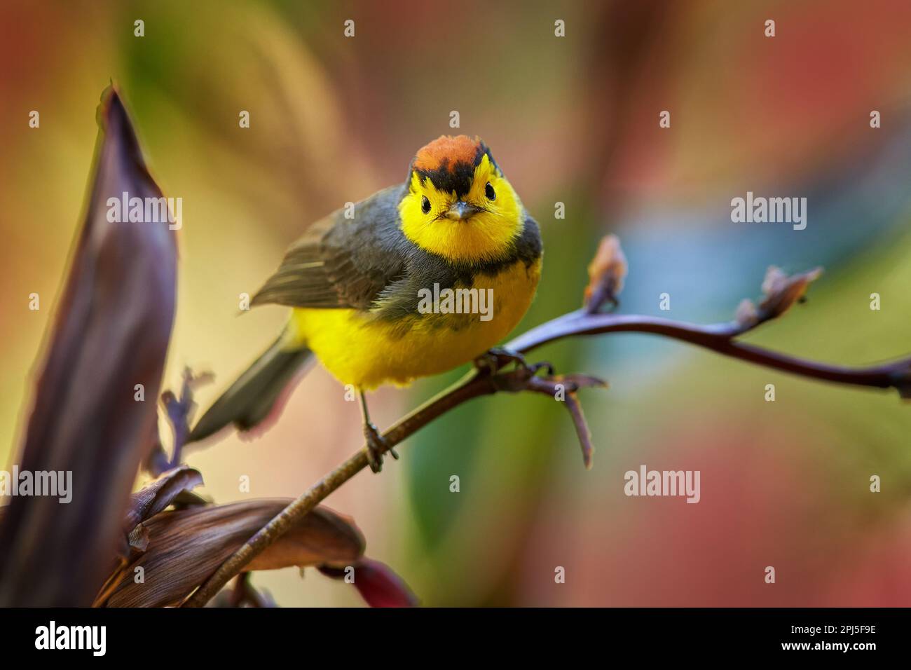 Collared whitestart, Myioborus torquatus, yellow grey red birs in the ...