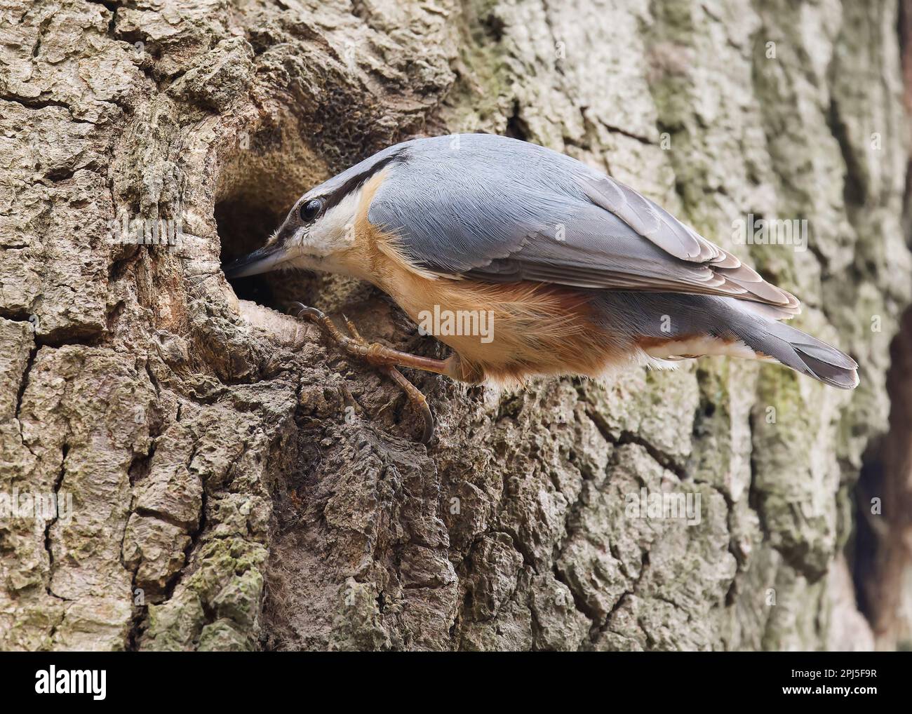 Eurasian Nuthatch bird at entrance to tree hollow. Loking inside Stock ...