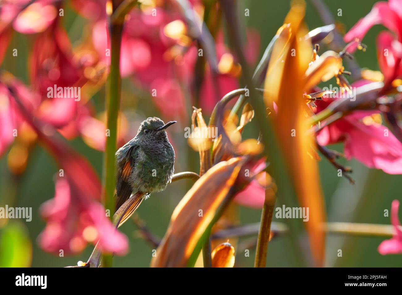 Hidden bird in green vegetation. Stripe-tailed Hummingbird, Eupherusa ...