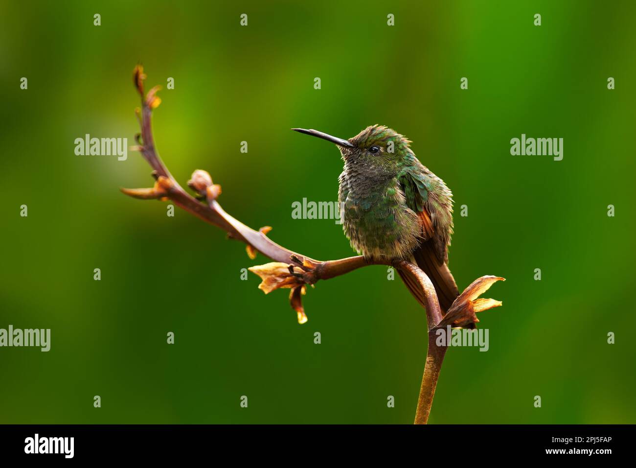 Hidden bird in green vegetation. Stripe-tailed Hummingbird, Eupherusa ...