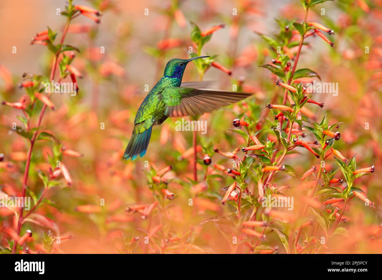 Costa rica hummingbird head in flower hi-res stock photography and ...