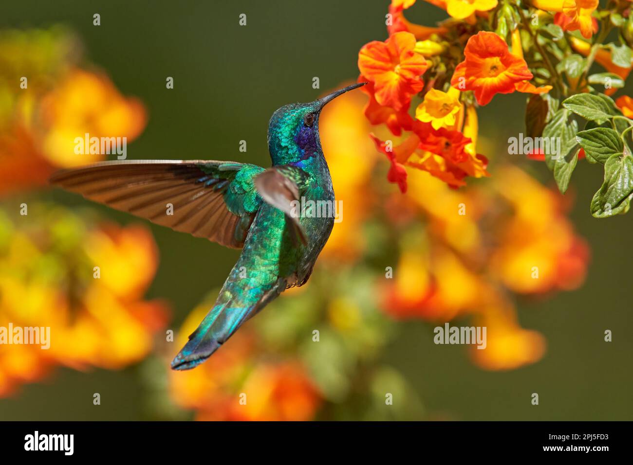 Wildlife Costa Rica. Hummingbird with orange flower - flight. Green ...