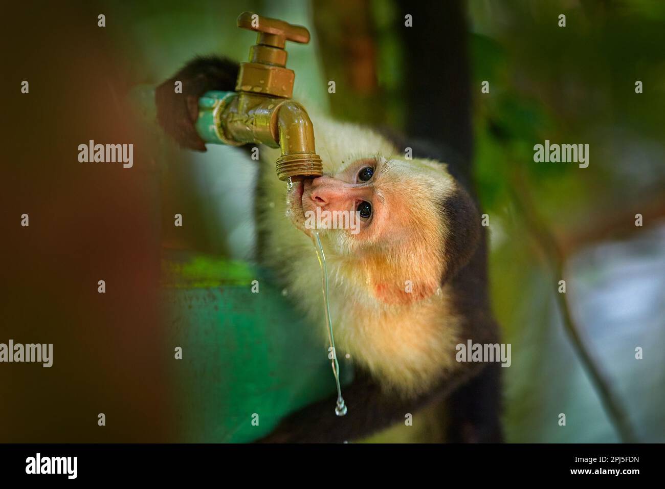 Monkey drink water from pipeline. White-headed Capuchin, black monkey ...