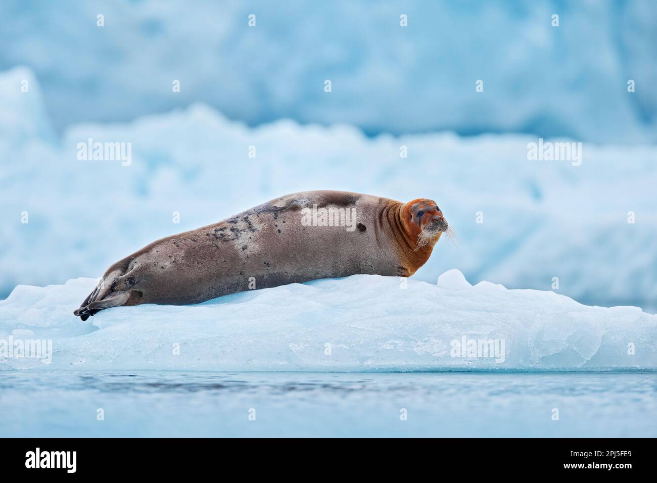 Arctic nature. Snowy wildlife. Cute seal in the Arctic snowy habitat ...