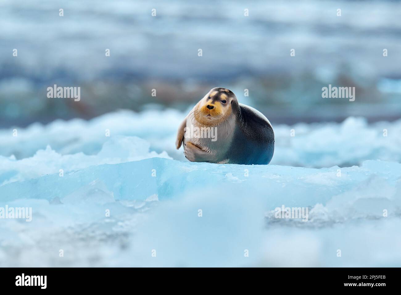Arctic nature. Snowy wildlife. Cute seal in the Arctic snowy habitat ...