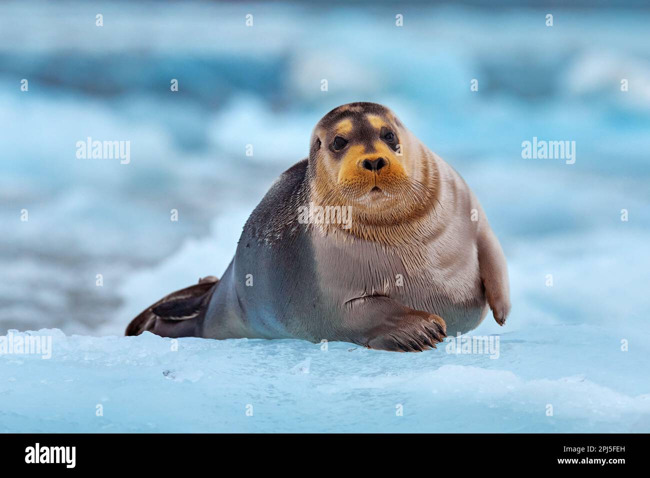 Arctic nature. Snowy wildlife. Cute seal in the Arctic snowy habitat ...