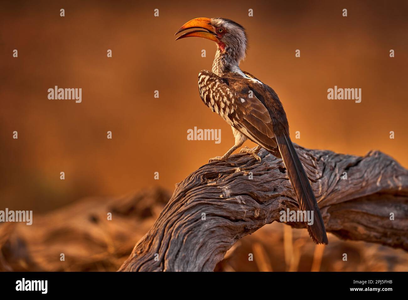 Southern Yellow-billed Hornbill, Tockus leucomelas, bird with big bill ...