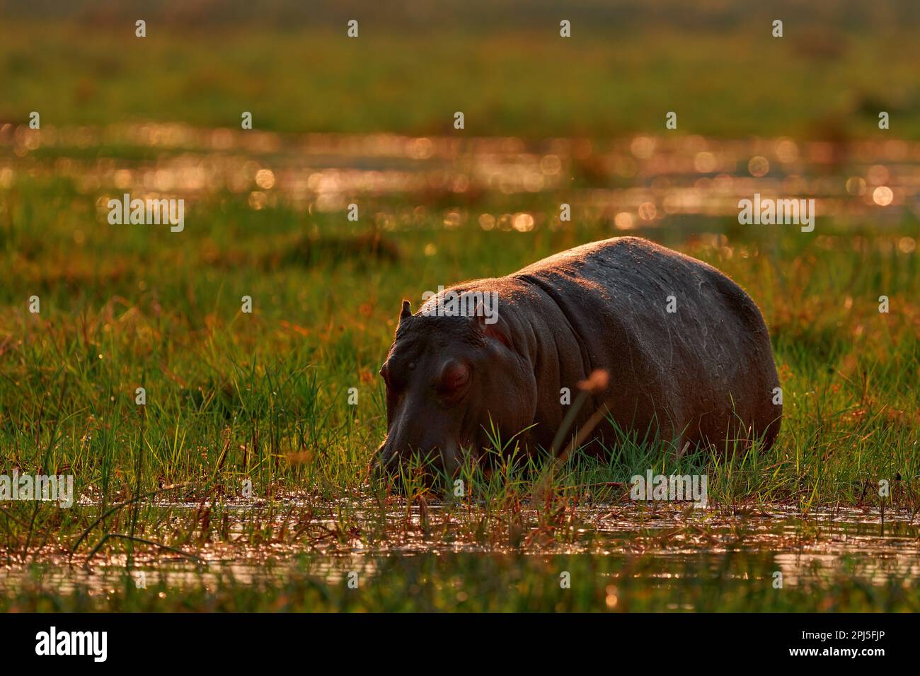 Botswana wildlife. Hippo with open mouth muzzle with toouth, danger ...