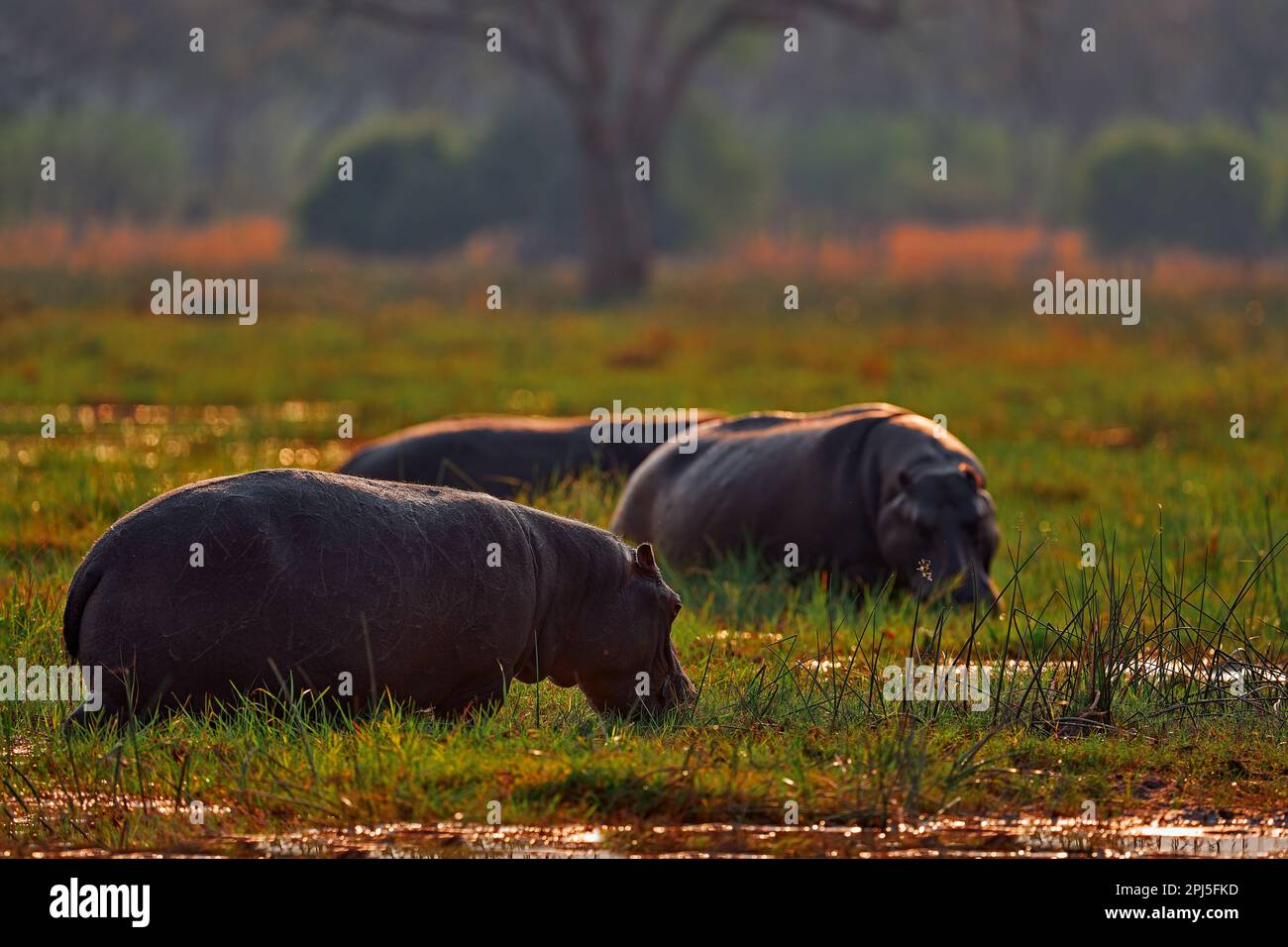 Botswana wildlife. Hippo with open mouth muzzle with toouth, danger ...