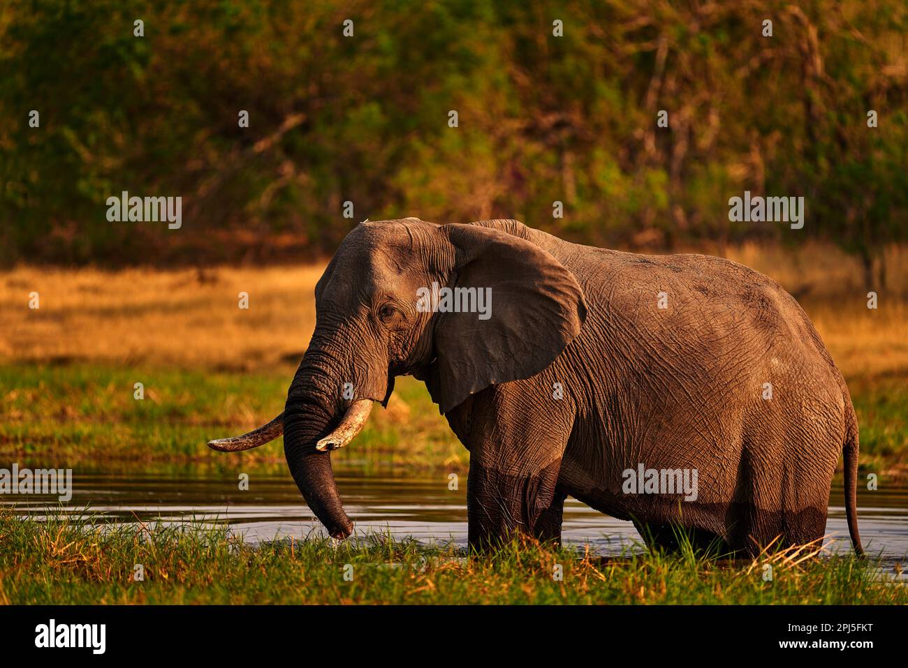 Elephant in the grass, blue sky. Wildlife scene from nature, elephant ...