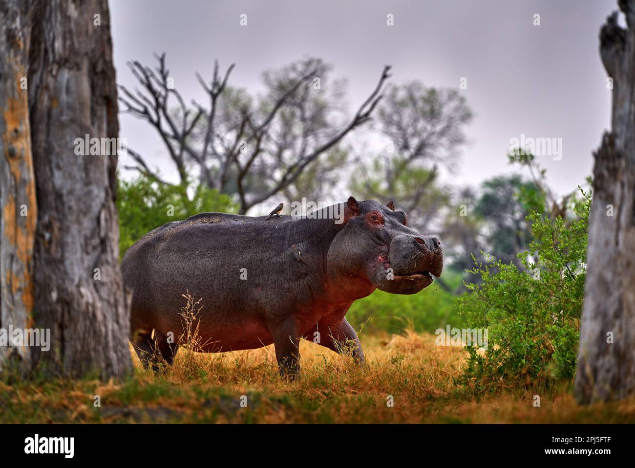 Botswana wildlife. Hippo with open mouth muzzle with toouth, danger ...