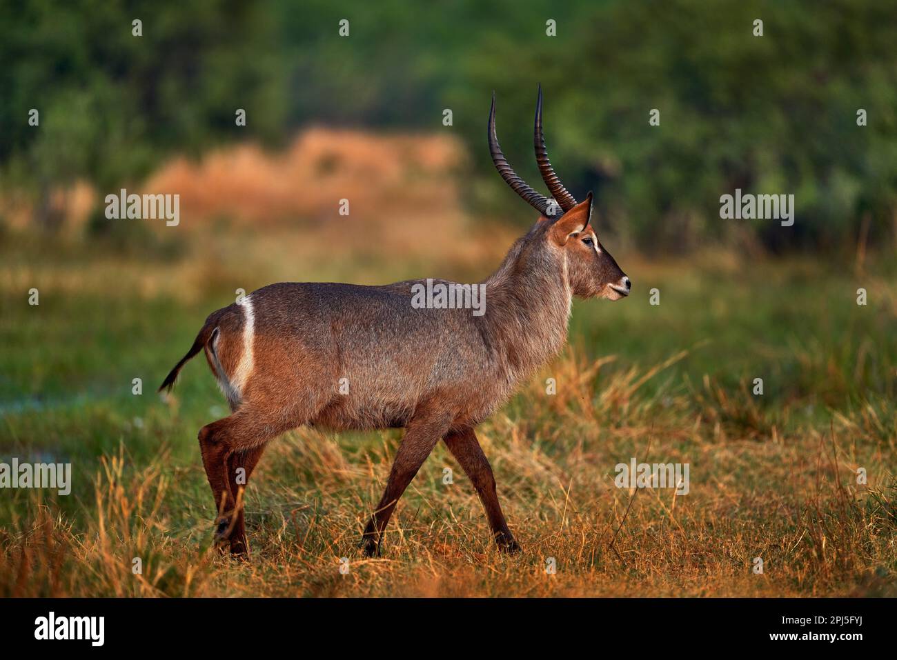Waterbuck, Kobus ellipsiprymnus, large antelope in sub-Saharan Africa ...