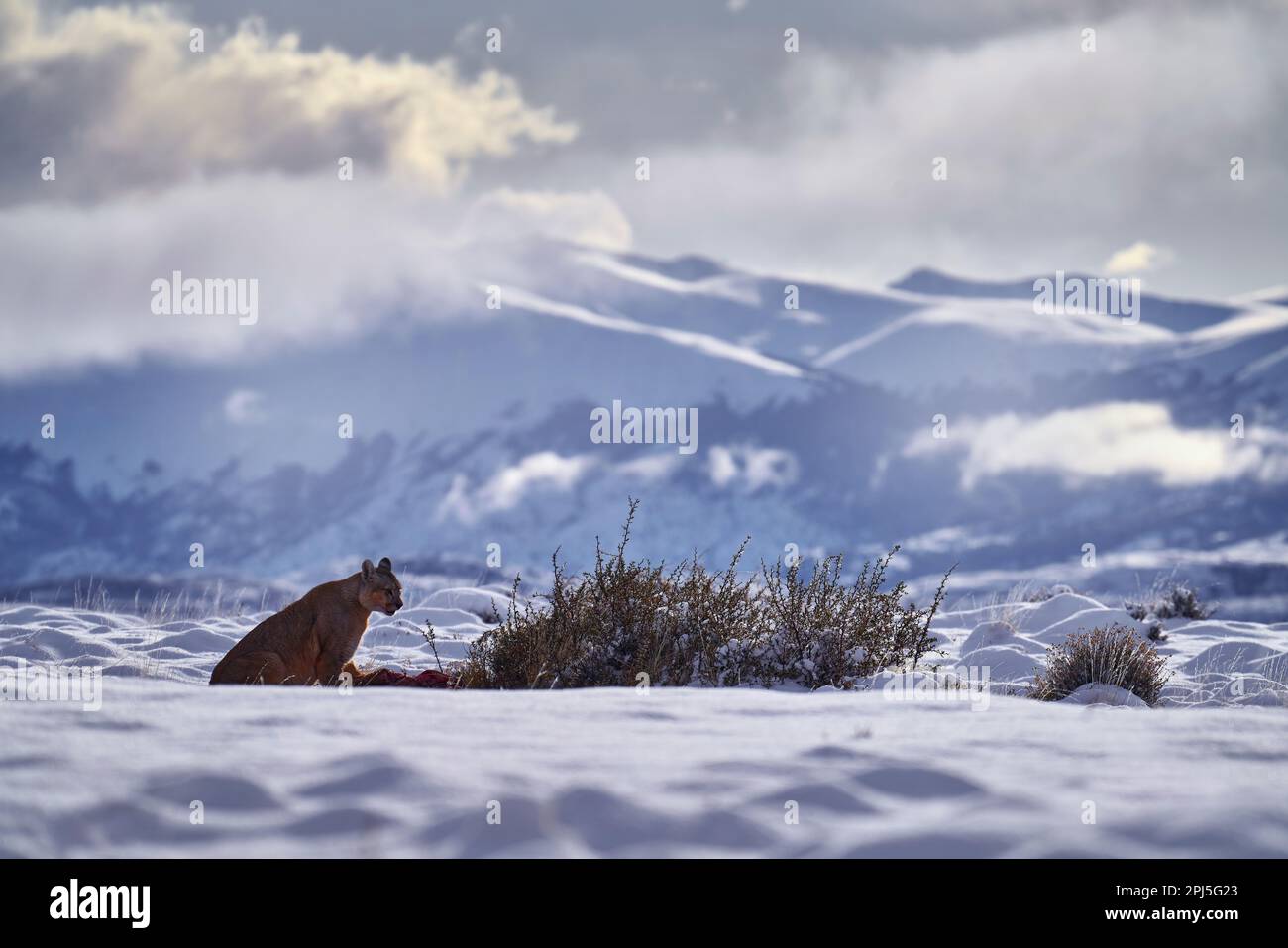 Wild cat in the mountain. Puma, nature winter habitat with snow, Torres ...
