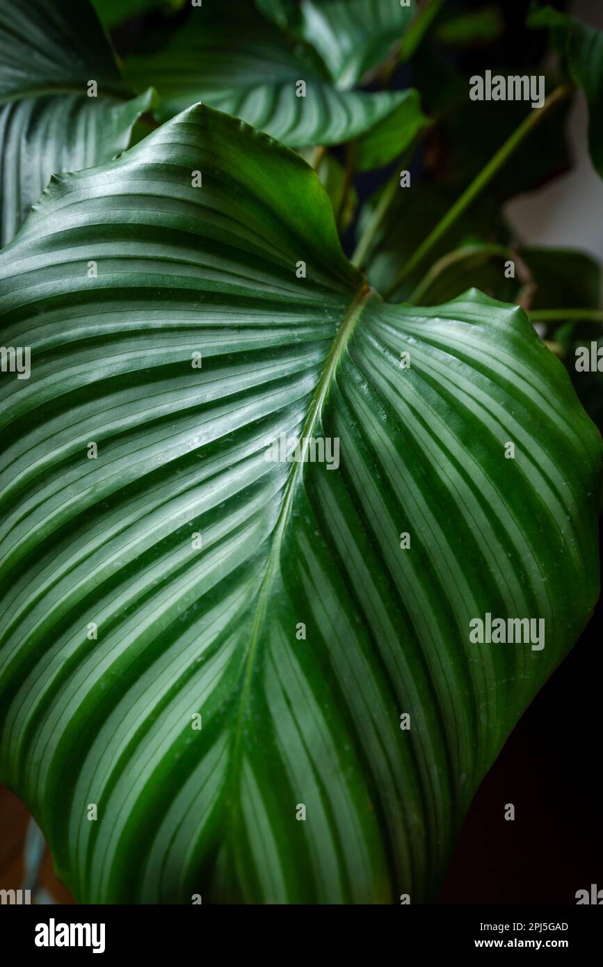 Calathea plant hi-res stock photography and images - Alamy