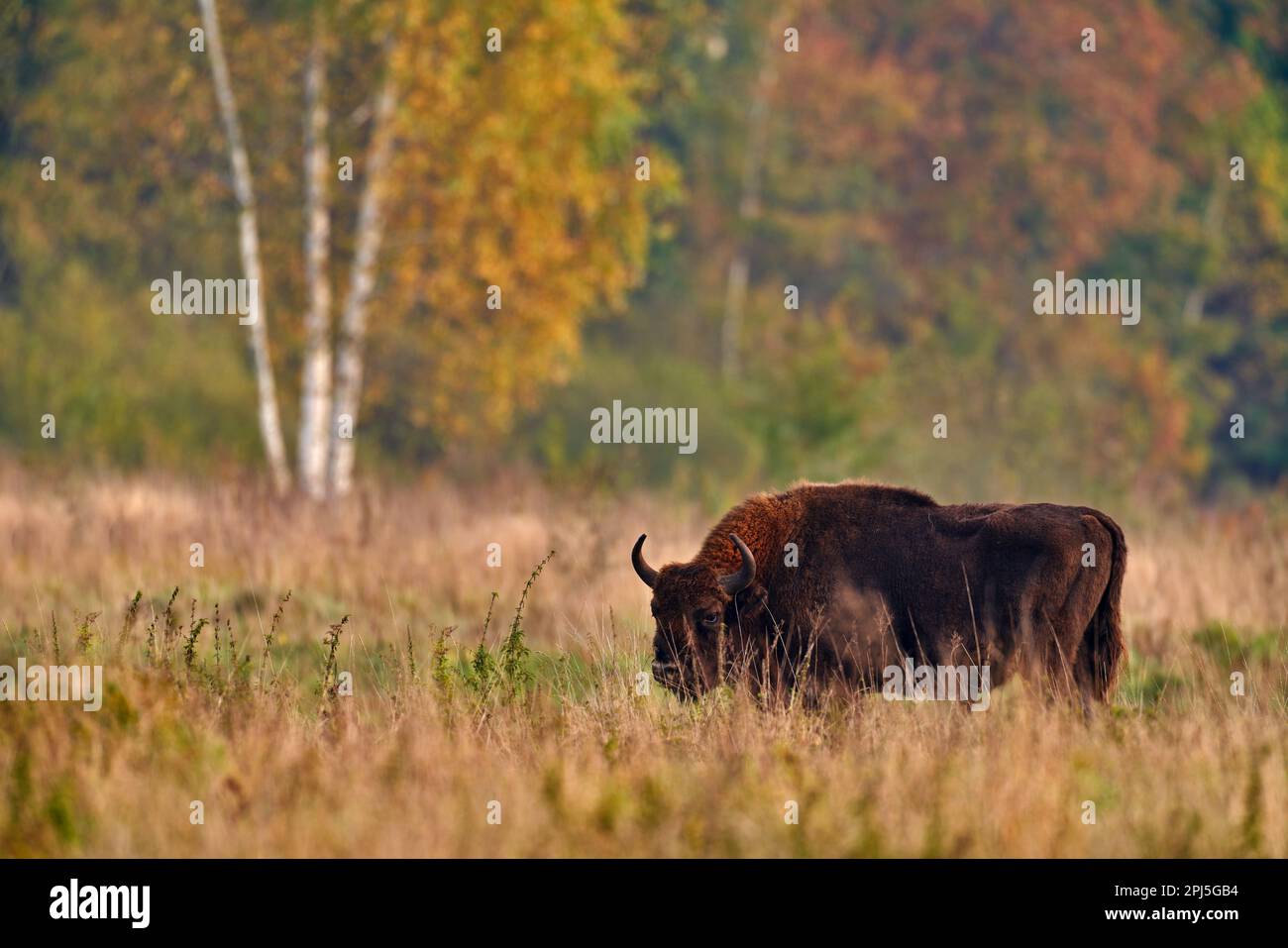 Wildlife in Europe. Bison herd in the autumn forest, sunny scene with ...